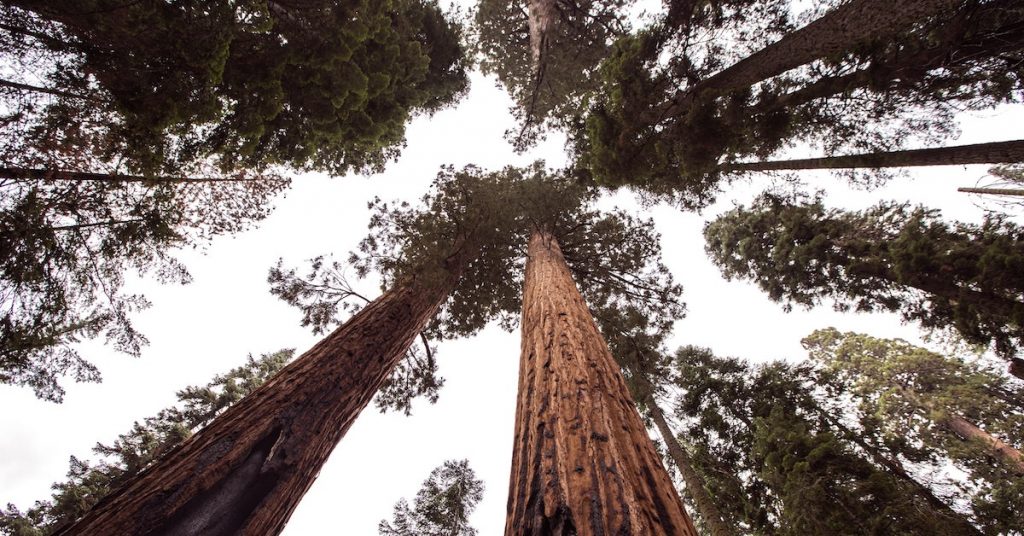 One Day at Sequoia National Park - Le Wild Explorer