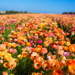 carlsbad California flower farms - Le Wild Explorer